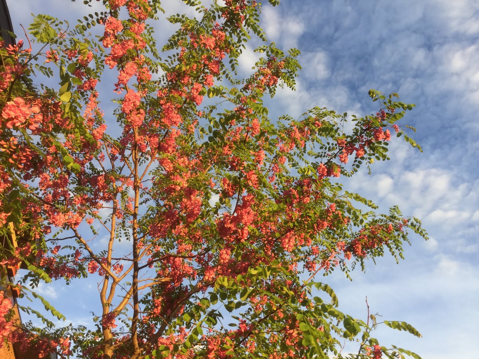Zigzag de photos: Arbre aux fleurs rouges