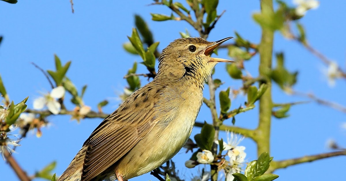 Oxon Birding Blog: Otmoor. Morning. 29th. April.