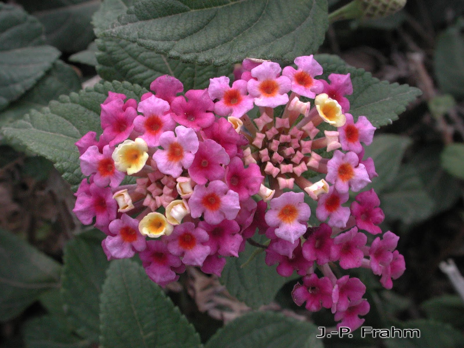 CALDEIRÃO DE PLANTAS MEDICINAIS: Cambará