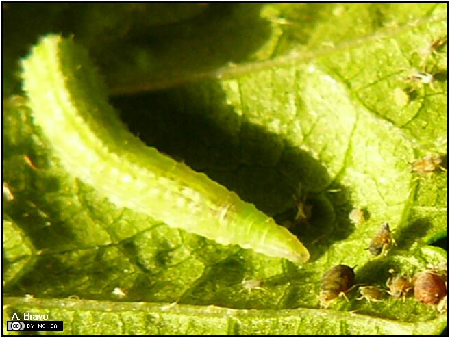 FAUNA AUXILIAR: FAMILIA SYRPHIDAE