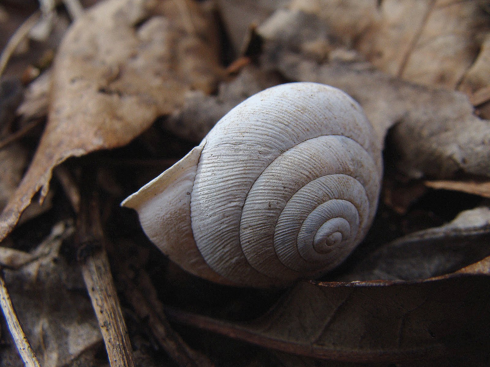 Mycologista: Winter-spring shells