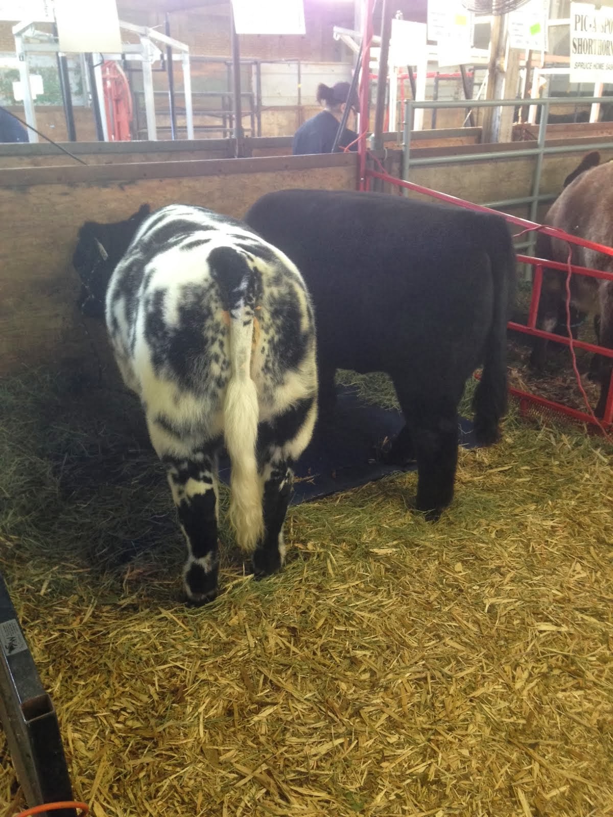 DIAMOND G CATTLE CO.: MOP calves @ CWA