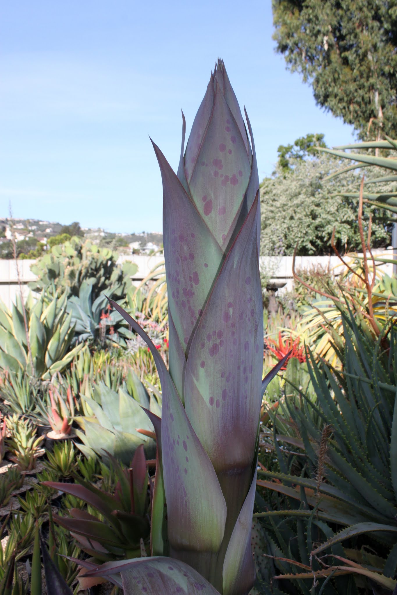 Mangave "Mission to Mars" aka "The Shambling Mound"