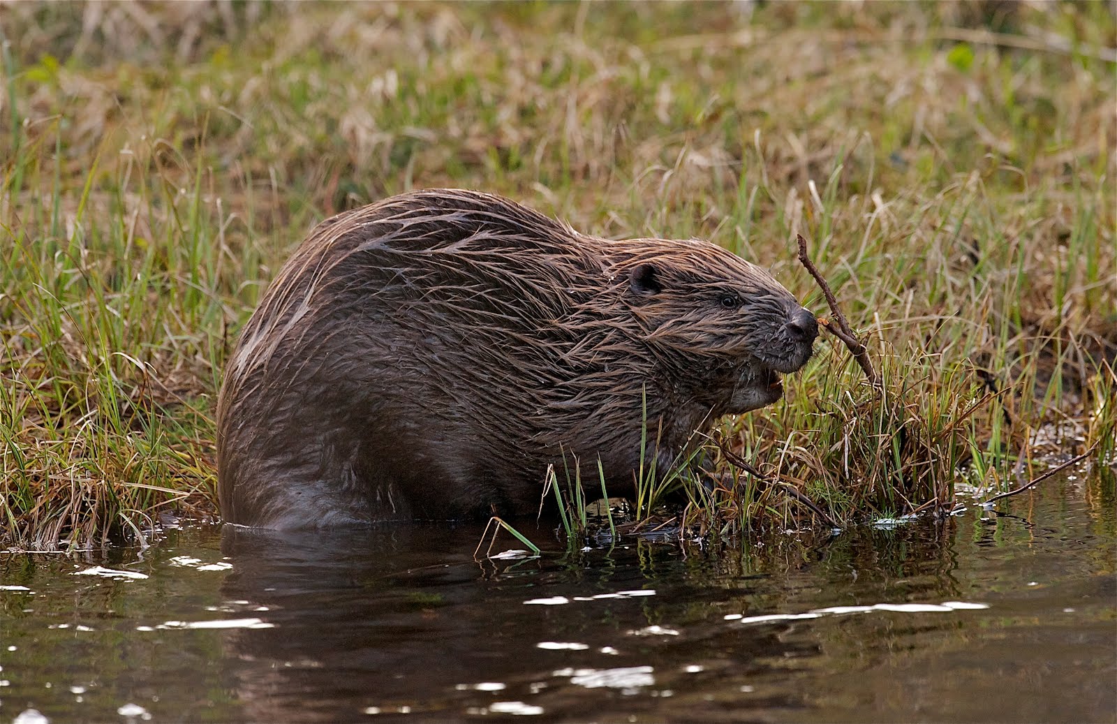 Naturfoto Einar Hugnes: Nytt møte med bever i Bymarka