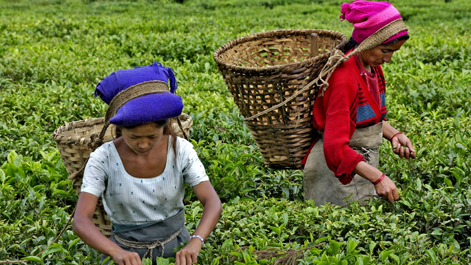 Find Best Of Eastern Nepal In Illam