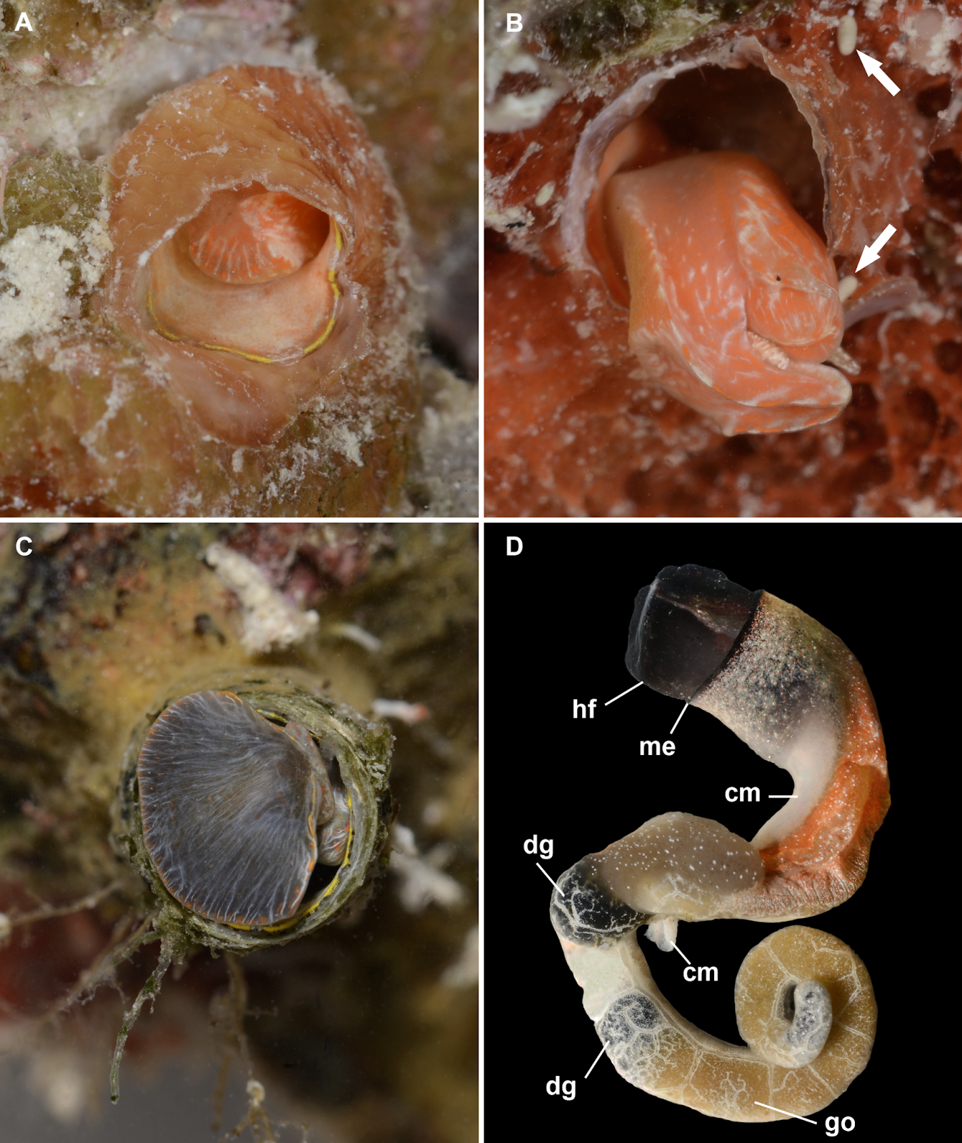 Molluscan Musings: Discovery of a New Non-native or Potentially ...