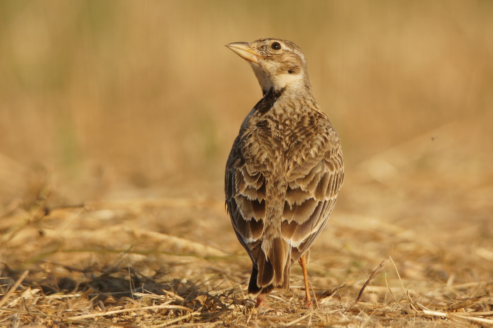 Pasión por las aves: Calandria común,(Melanocorypha calandra)