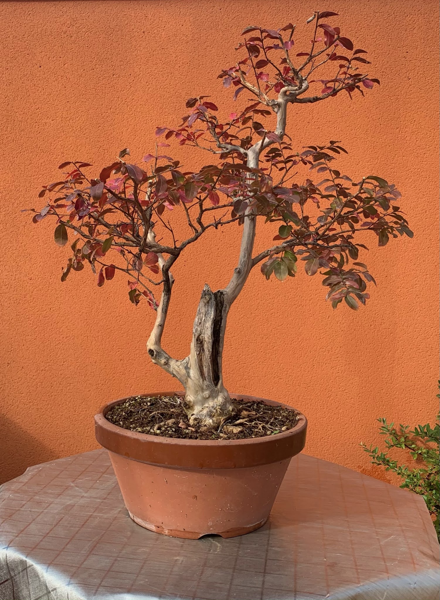 Jardin del Bonsai: Lagerstroemia indica,Arbol de jupiter