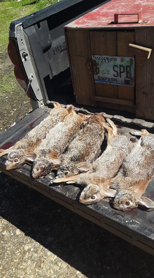 Marian's Hunting Stories, etc., etc., etc...: Mississippi Swamp Donkeys