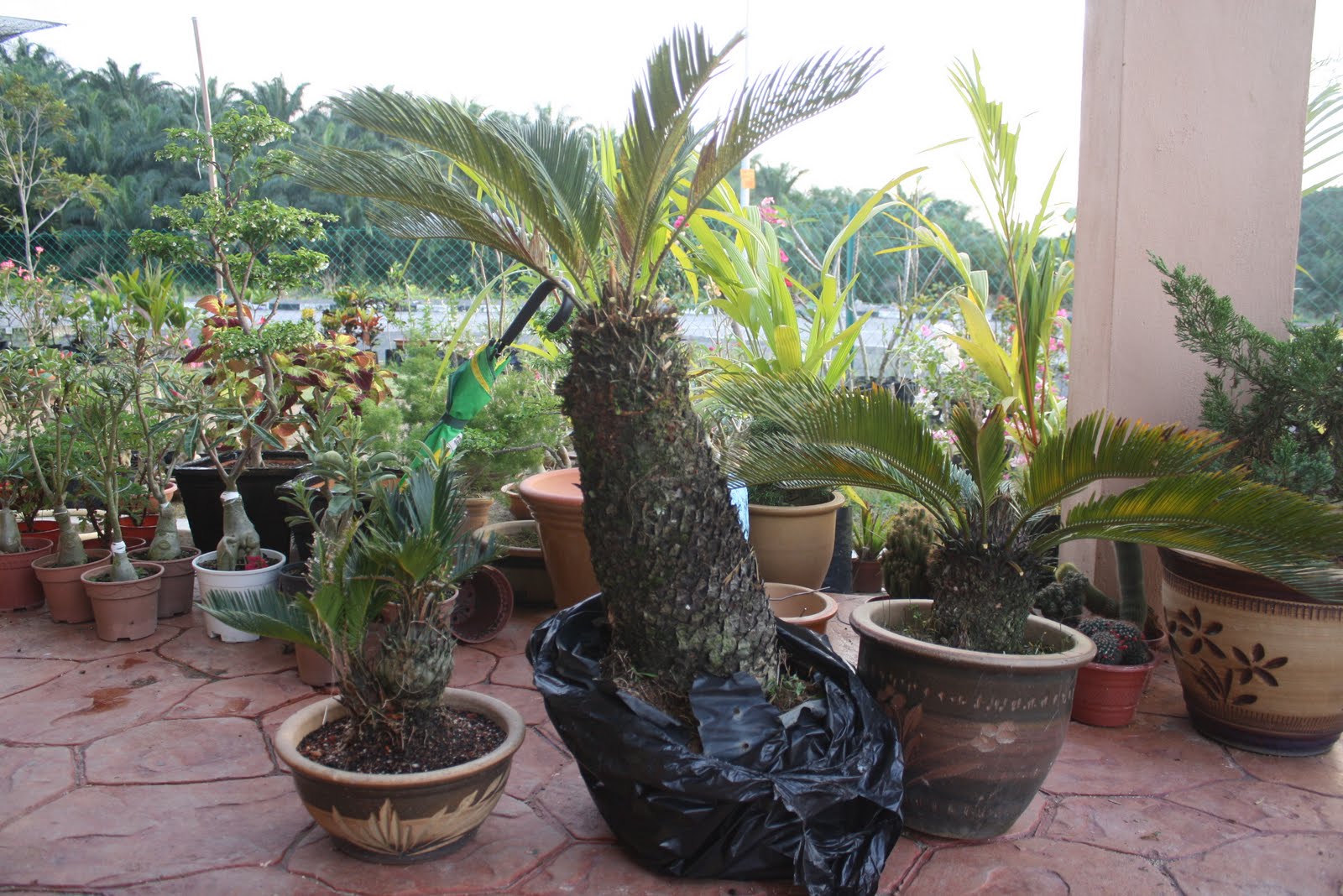 Plant for sale... (pokok untuk dijual): Cycas Revoluta / Pokok Bogak