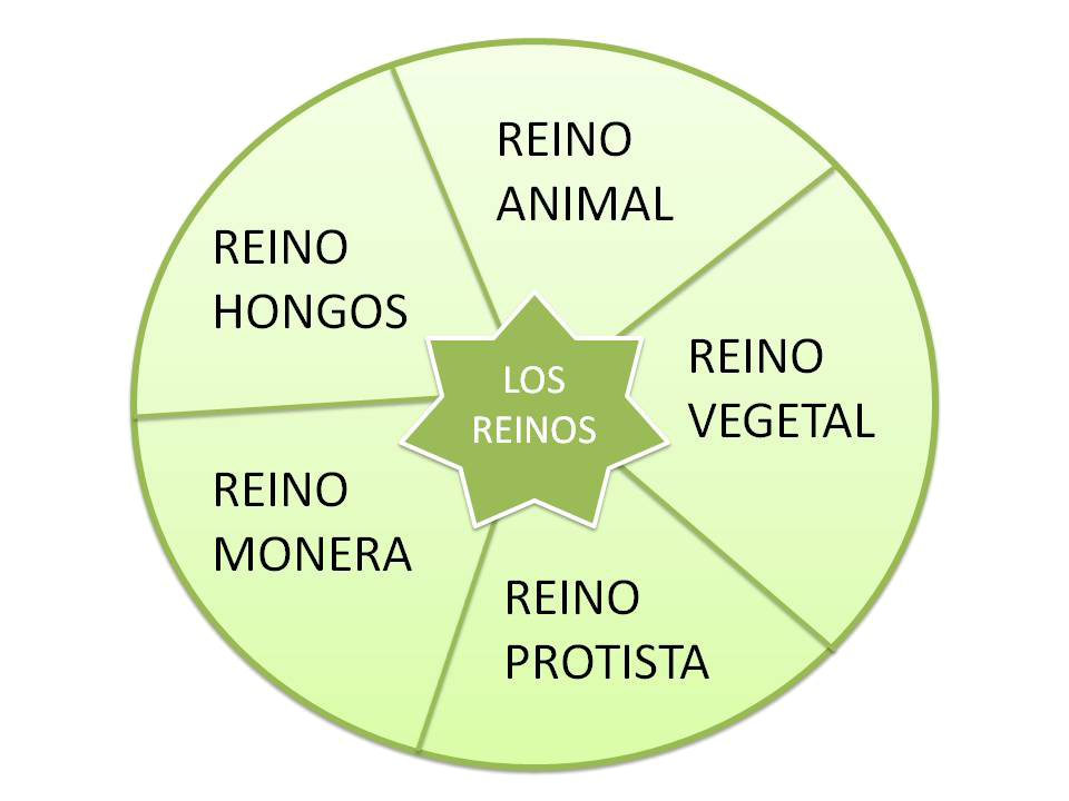 CLASIFICACIÓN DE LOS REINOS DIDÁCTICA DE LA BIOLOGÍA