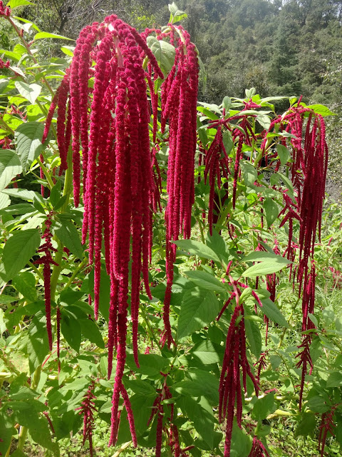 Amaranth and Garlic Crackers (Vegan and Gluten-Free) | Ambrosia