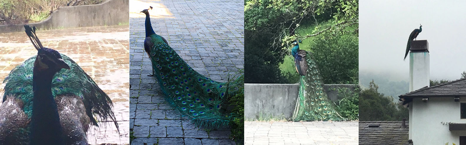 Seeing in Understanding ⁓ The Symbols & Sense of 2020 ⁓ Part Eight