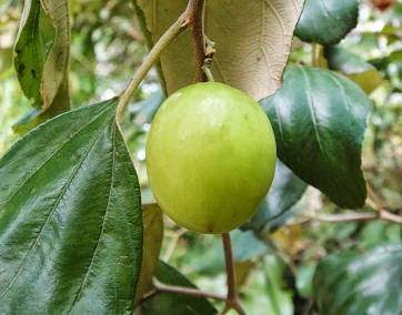 Herbal plants Sri Lanka: Ziziphus mauritana /Masan