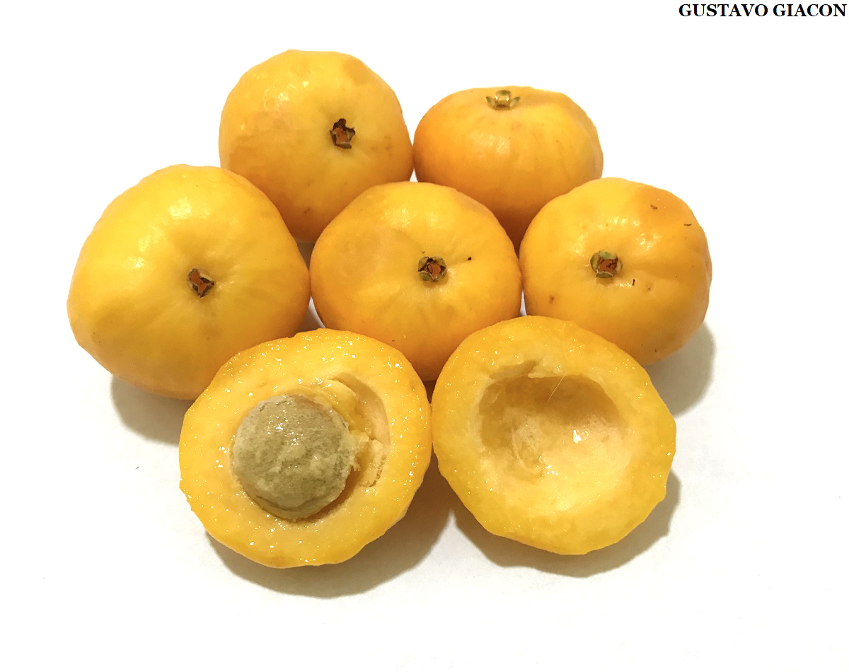 Viveiro Ciprest - Plantas Nativas e Exóticas: Uvaia ou Orvalha ...