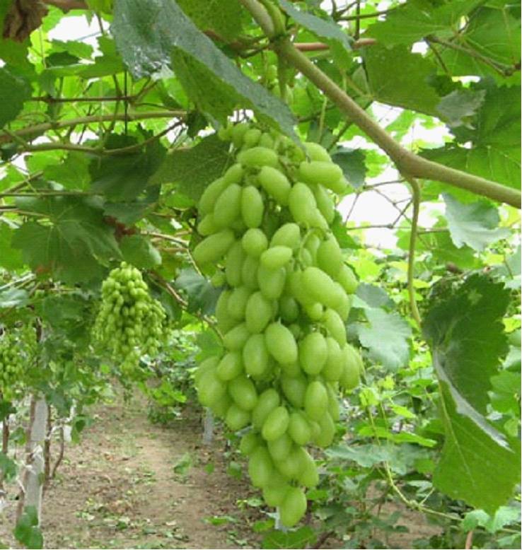 BUMI HIJAU NURSERY (002279488-D): Benih Anggur Hijau dan benih Anggur ...