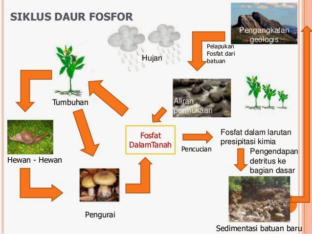Daur Biogeokimia - EDUBIO