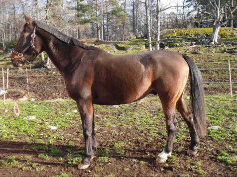 Mammis Blogg: Djur via Länsstyrelsen som behöver ett nytt hem