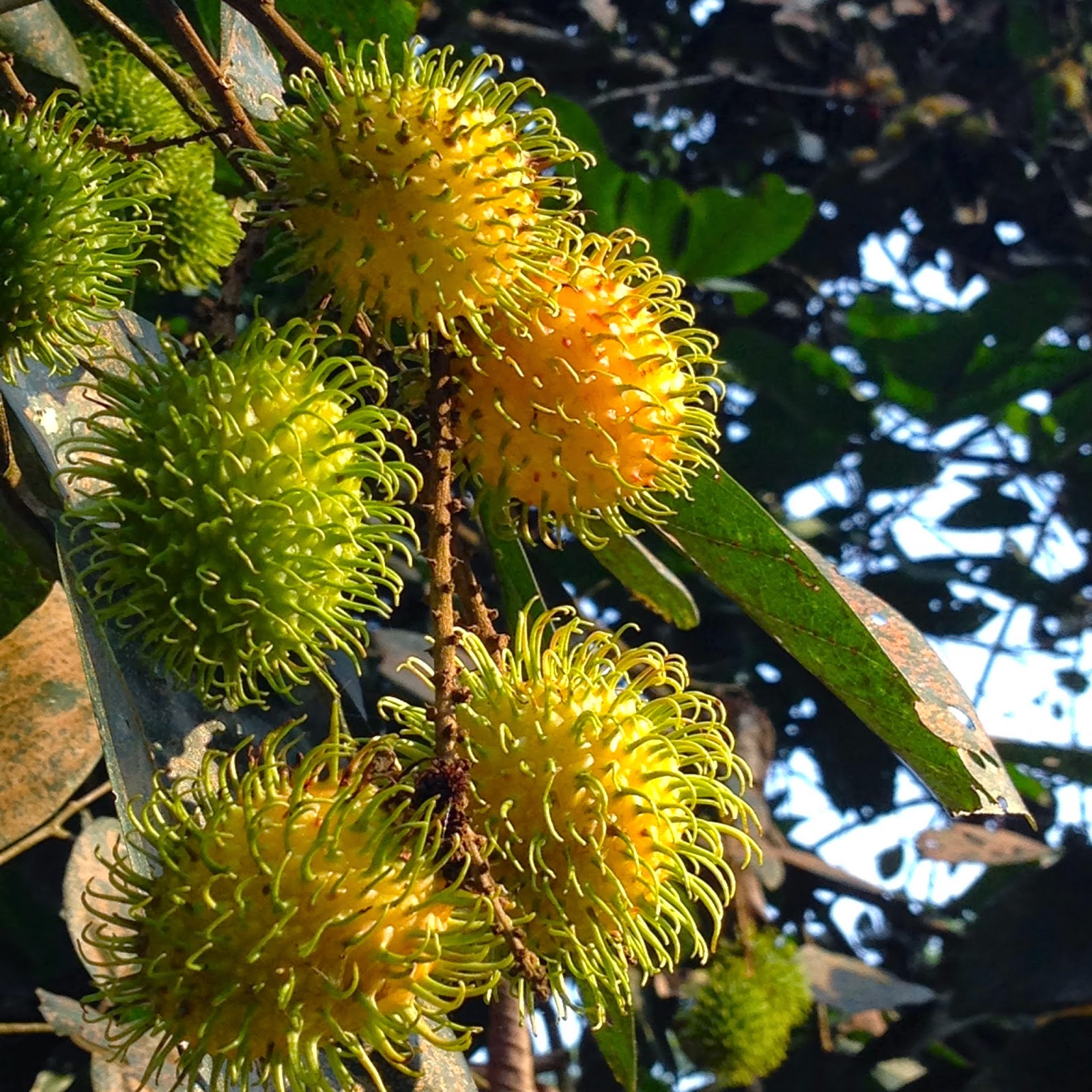 Bedouin Mama: July 2014