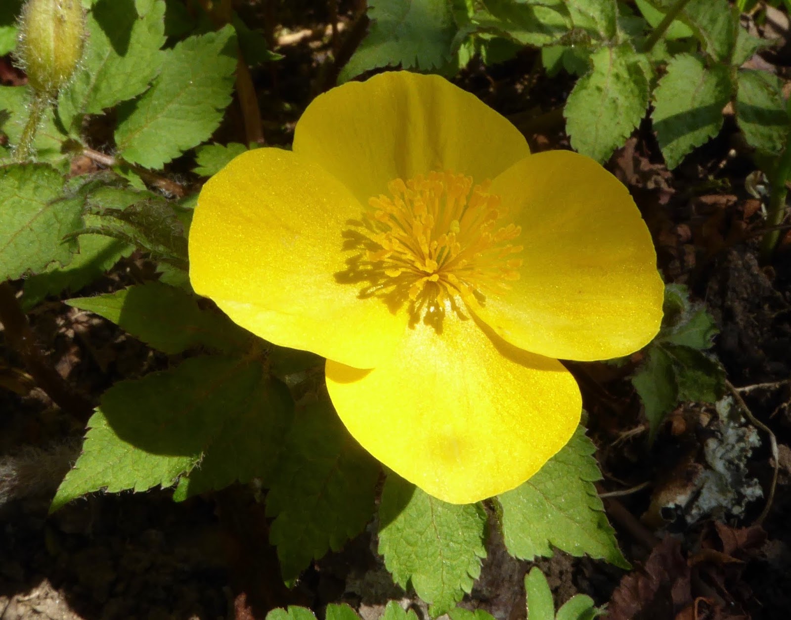 elämää luonnossa: Pihaltamme ja Susannen mustikka ja karhunmaja istutus.