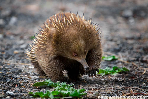 The Echidnas | All Wildlife Photographs