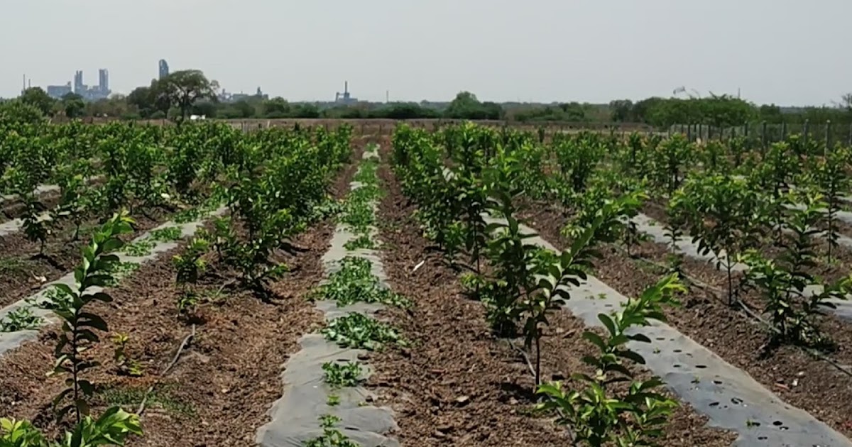 ORGANIC GUAVA FARMING