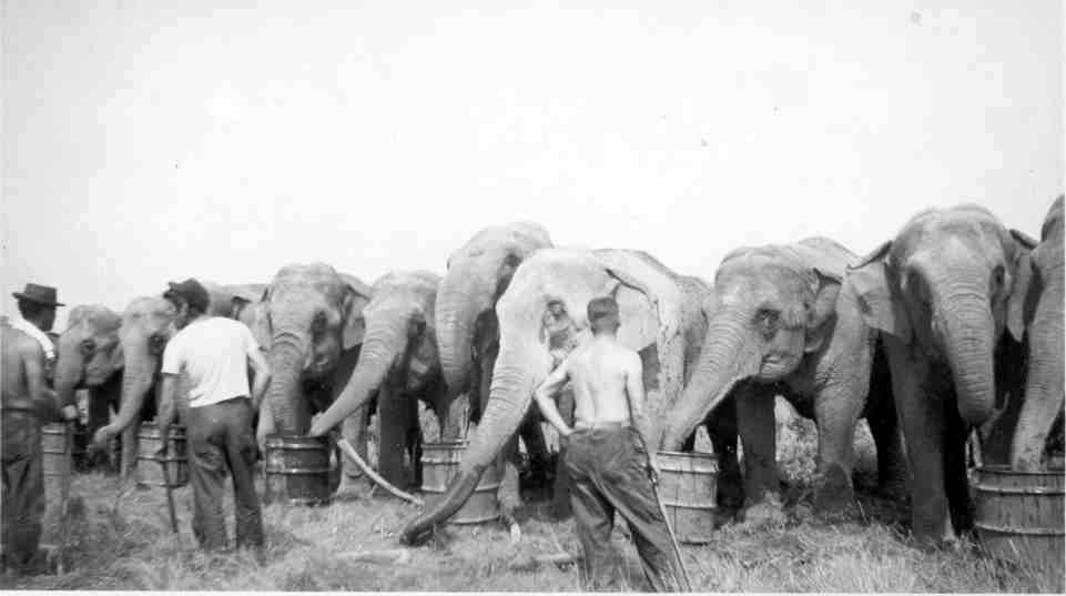 Avery Loves History: The Circus in the late 1800's and early 1900's