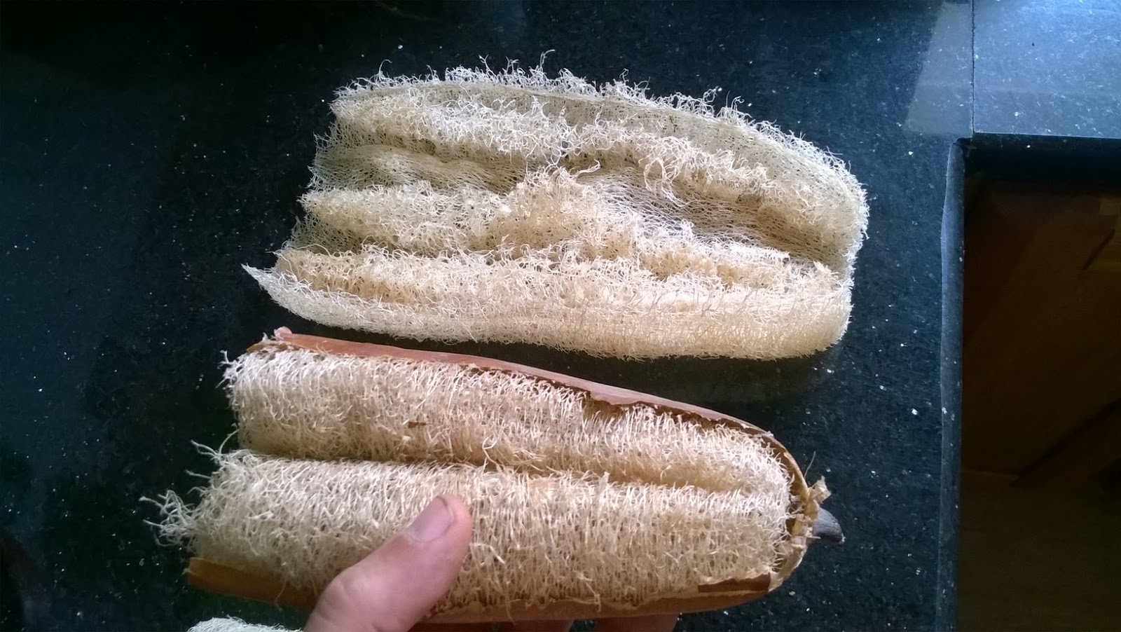 How To Grow Luffa Sponge
