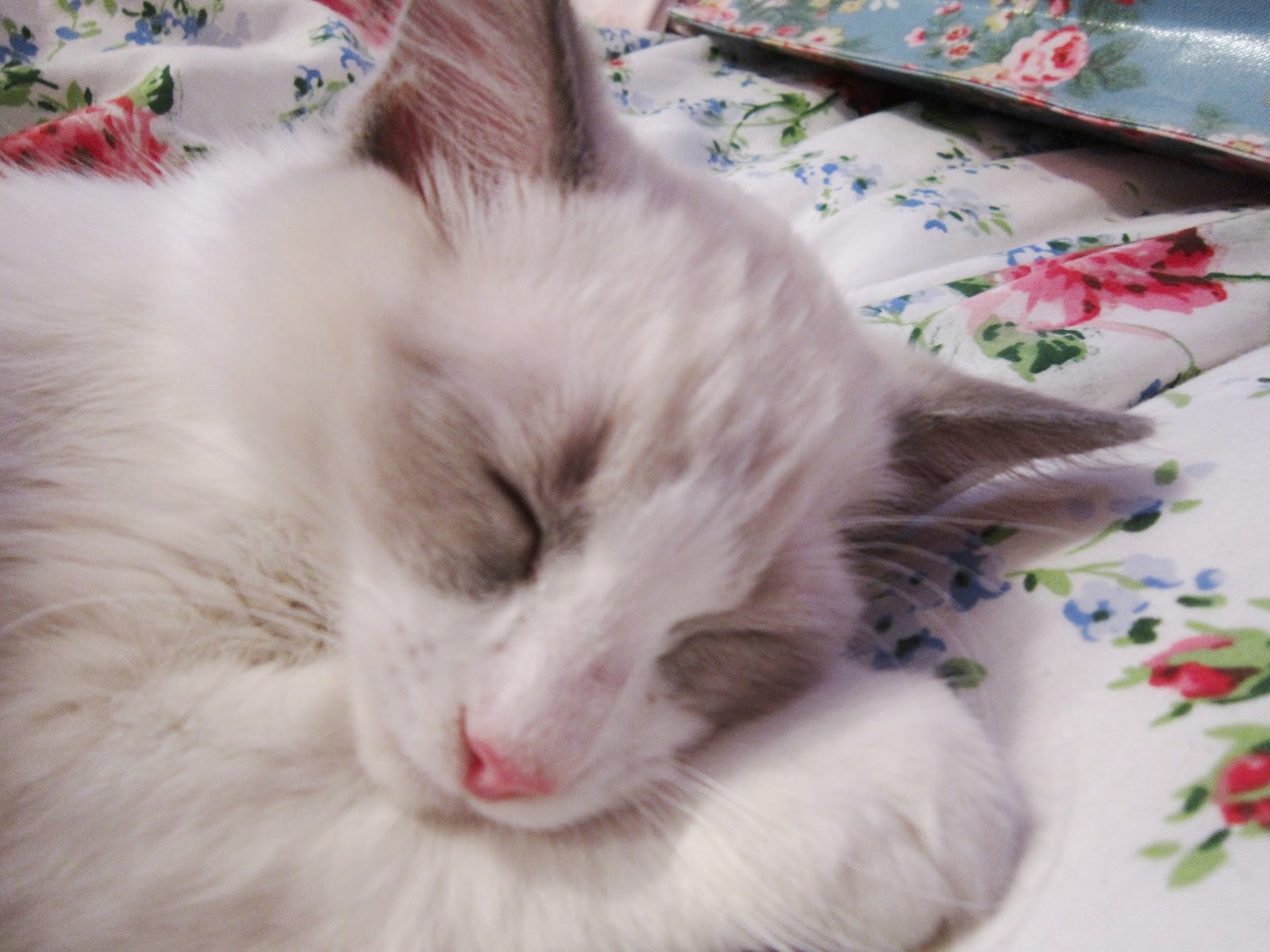 Say Hello to my New Ragdoll Kitten - Merlin! ♥ - Victoria's Vintage ...