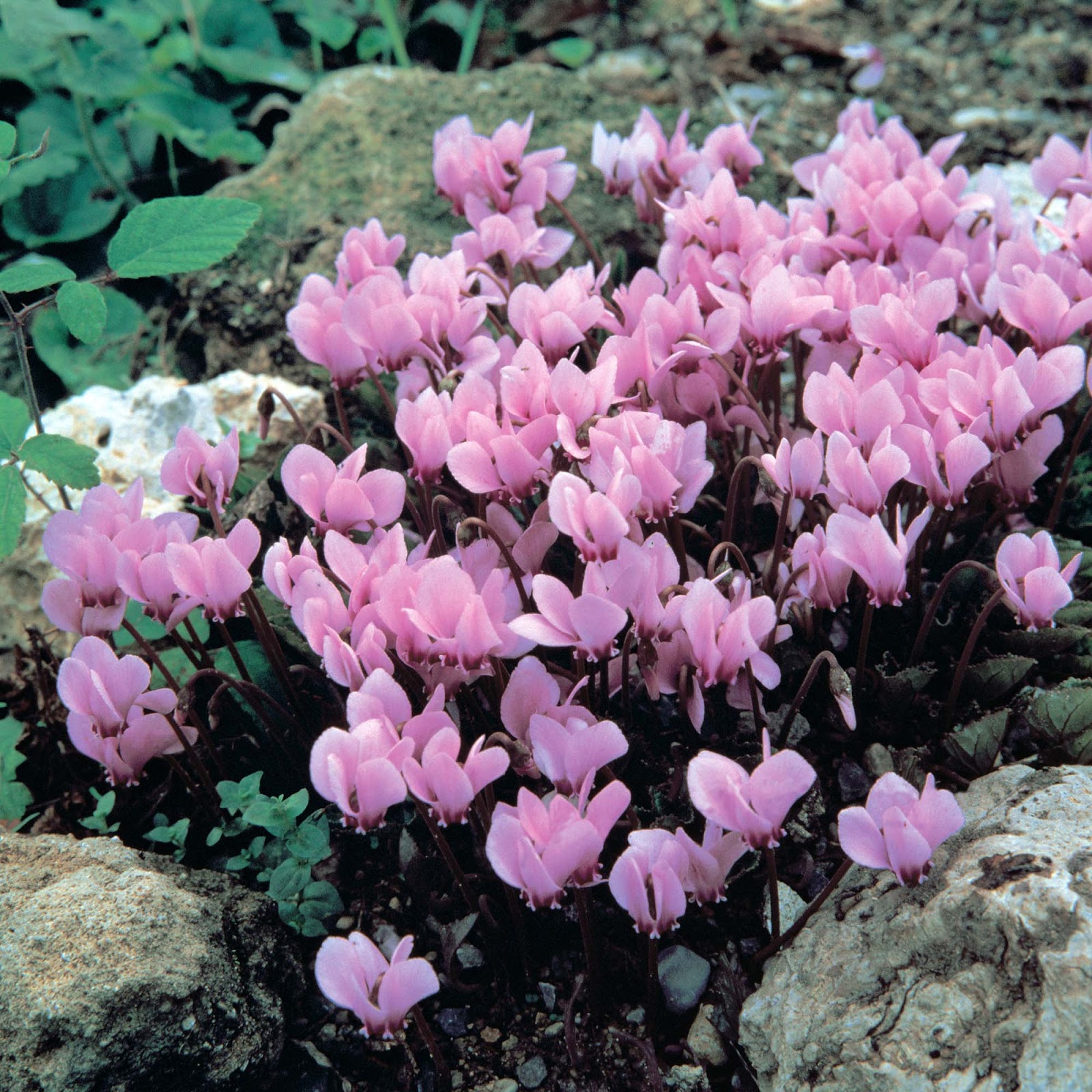 green garden: Care of Cyclamen - Alpine violet