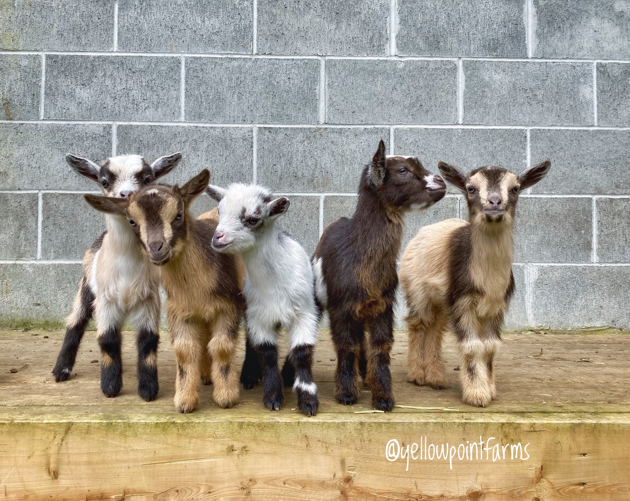 What combination of goats, sheep, or pigs is best to start with?