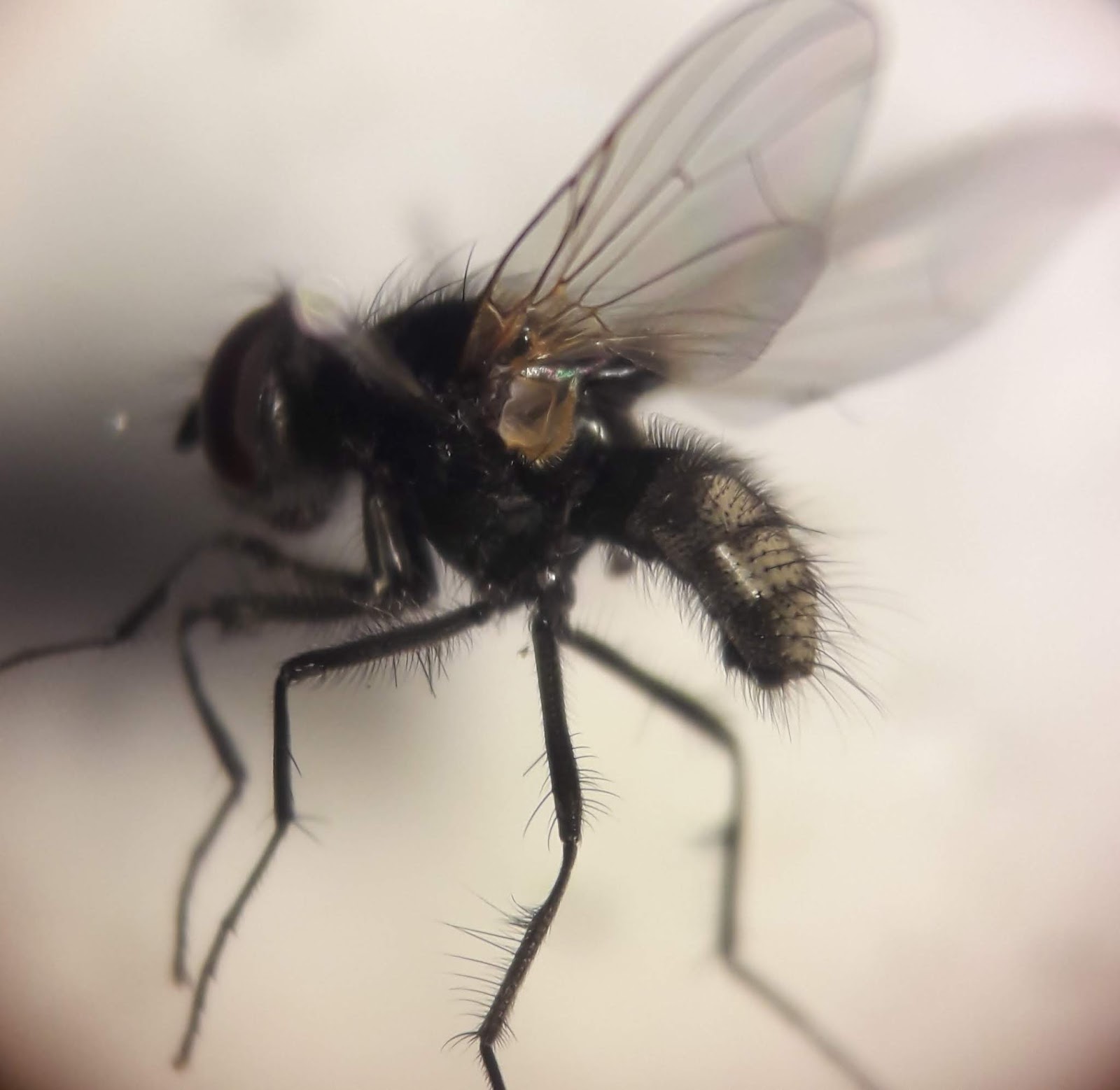 Flies of Fife: Hydrotaea at Cullaloe LNR