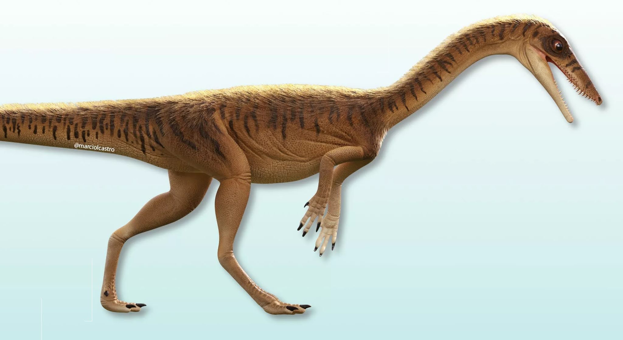 Species New to Science: [Paleontology • 2020] Erythrovenator jacuiensis ...