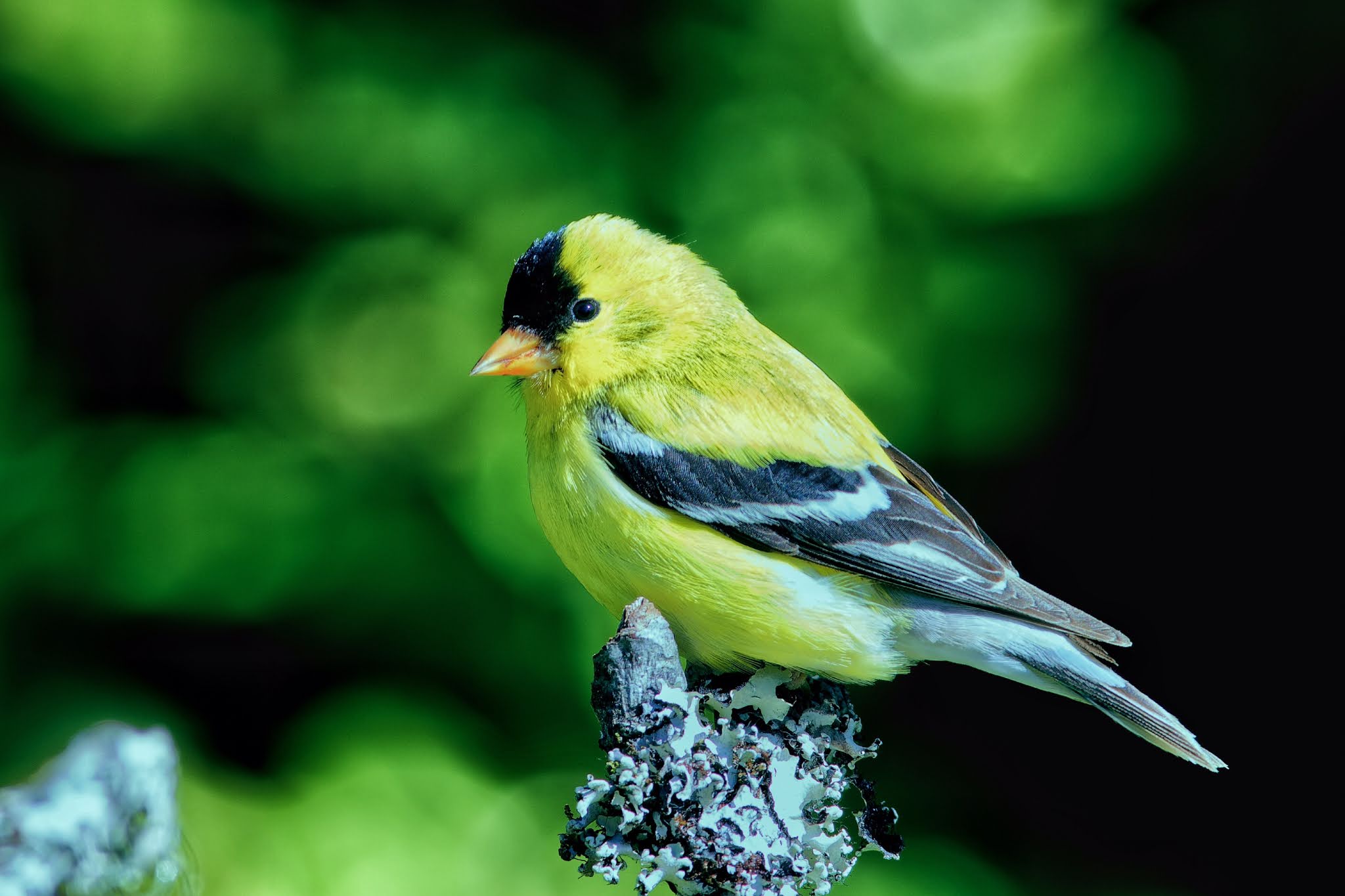 American Gold Finches