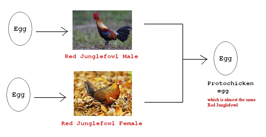 My Experiments and Results: Which came first ? The Chicken or the Egg ...