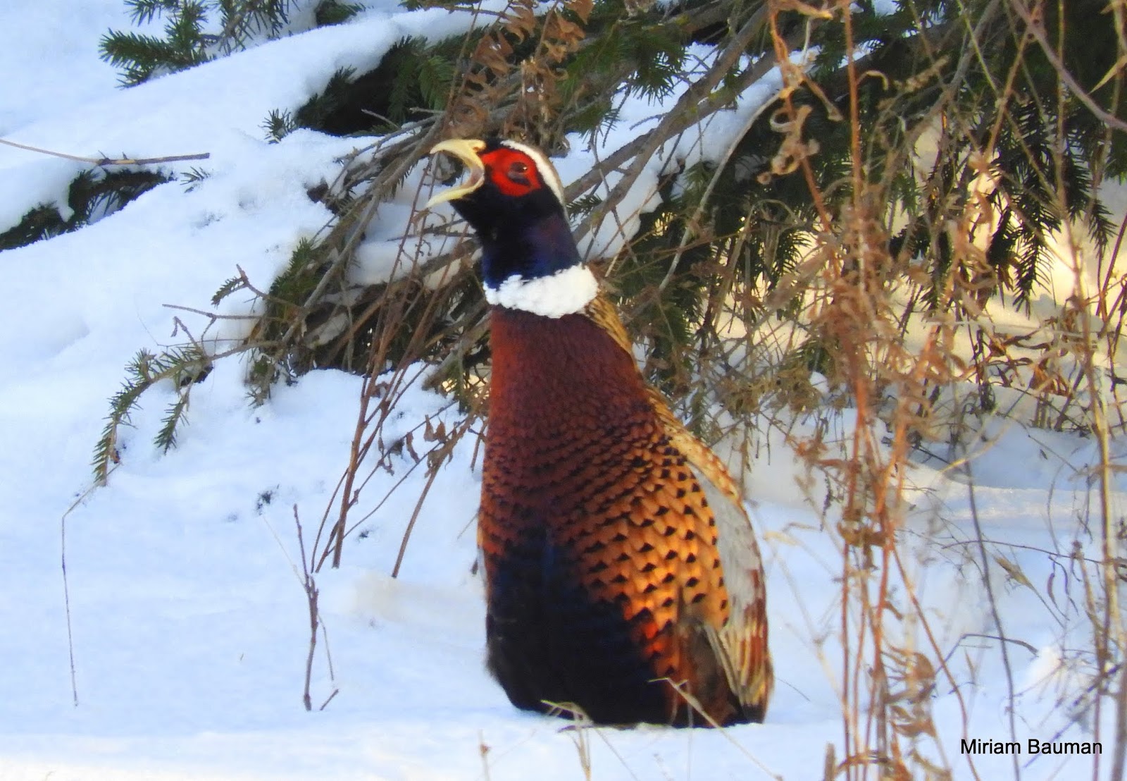 Ring-necked Pheasant (Faisan de chasse) - Travels With Birds