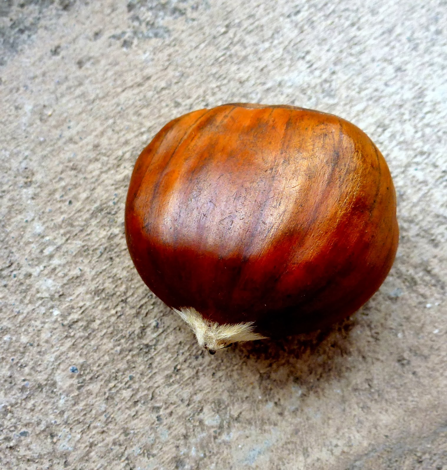 Árboles con alma: Castaño. Castanyer. (Castanea sativa)