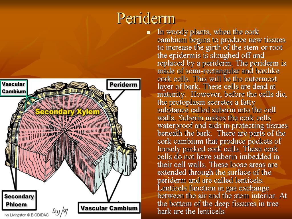 Meristematic tissues
