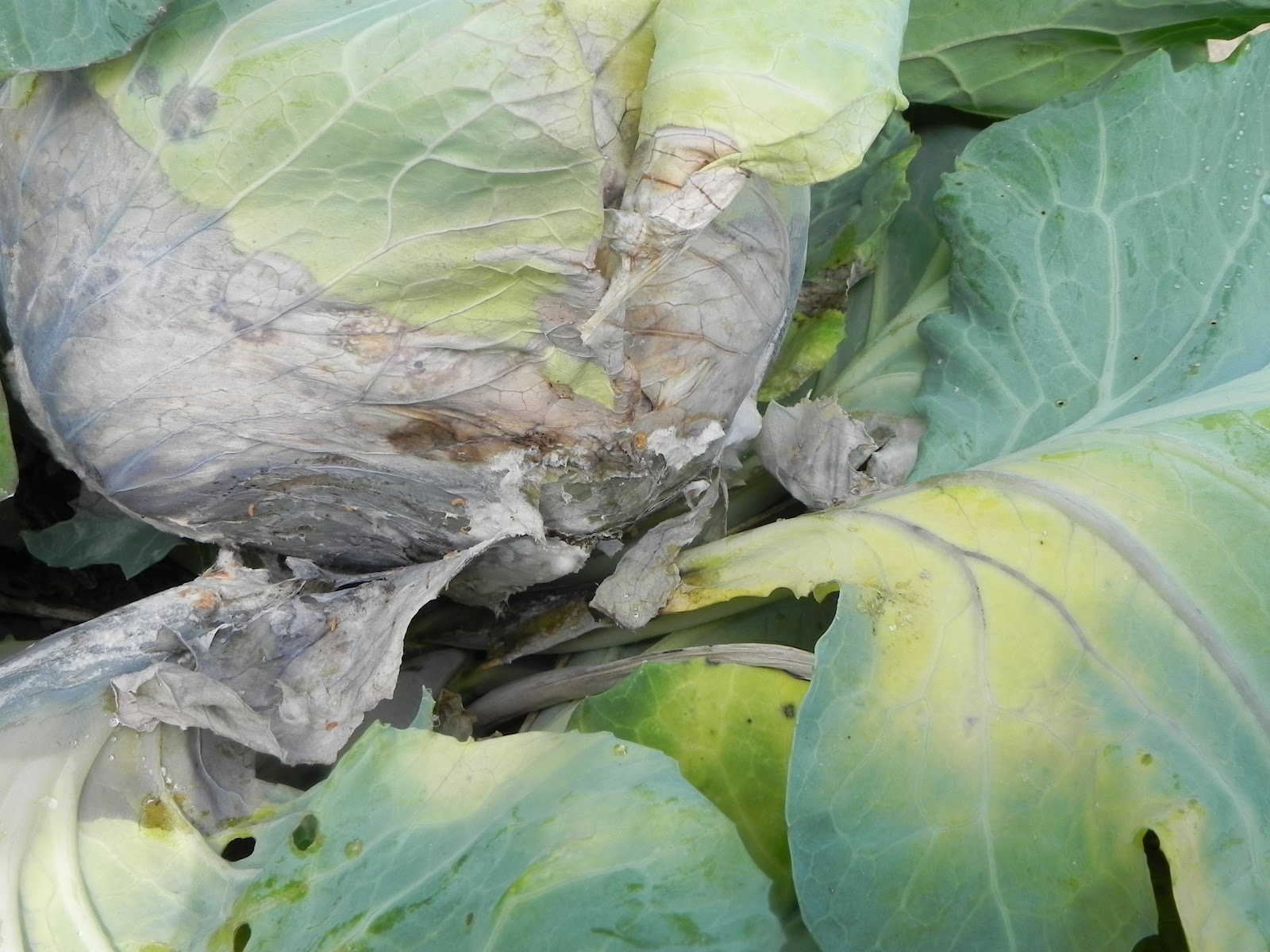 Cabbage Diseases Photos at Paulette Flores blog