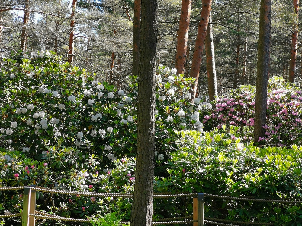 Floral Passions: Haaga Rhododendron Park - Rhodos