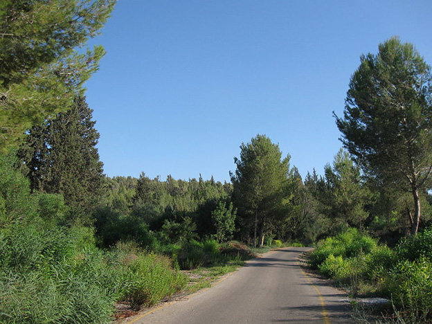 Land of Israel: List of Forests in Israel