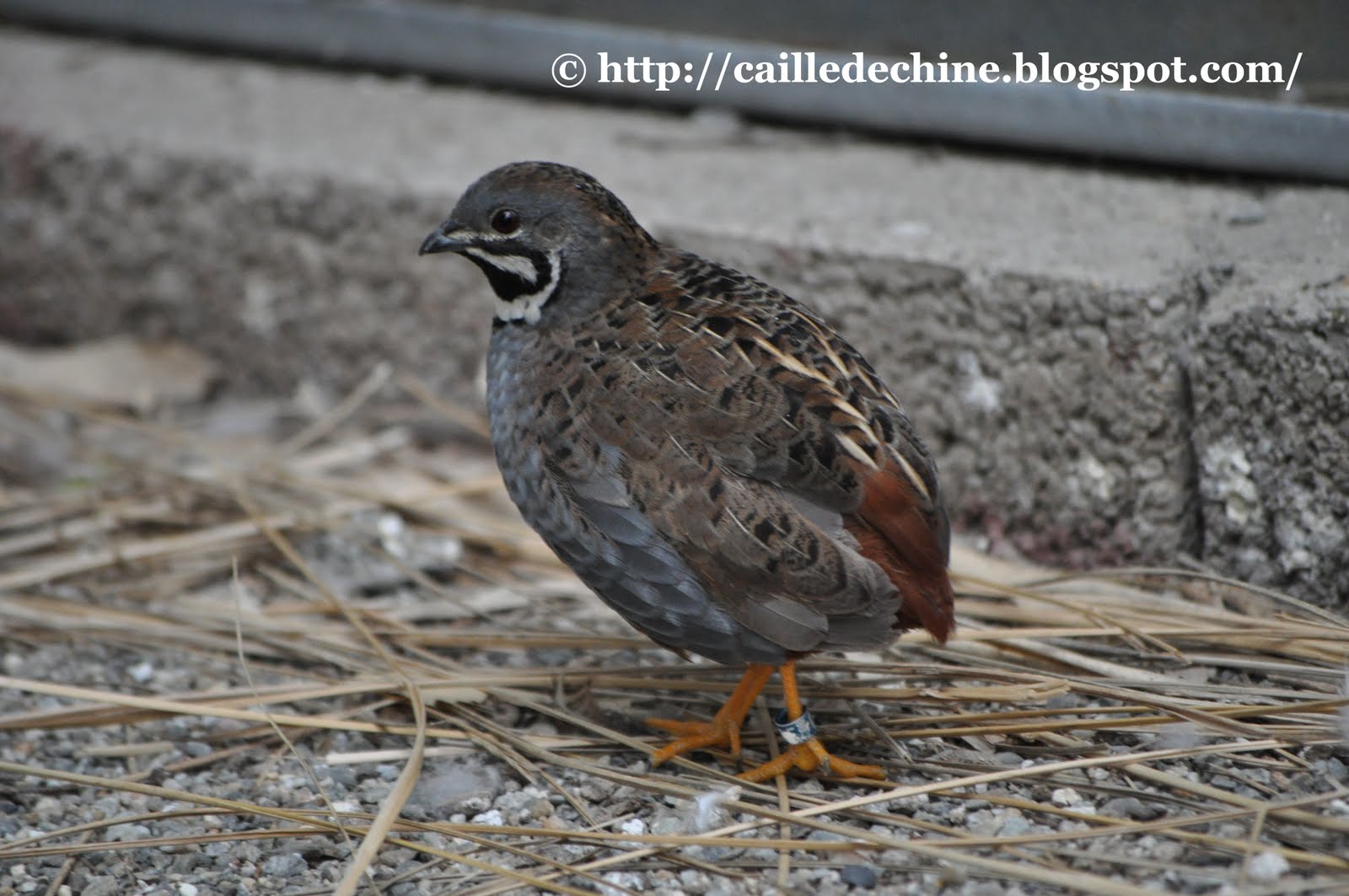 Les cailles de Chine: Mes cailles
