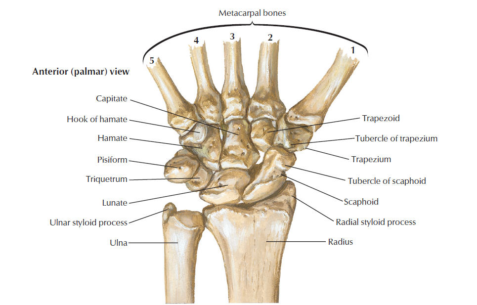 Sesamoid Bones Med Club Sesamoid Bones Med Club