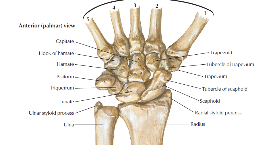 Sesamoid Bones Med Club Sesamoid Bones Med Club