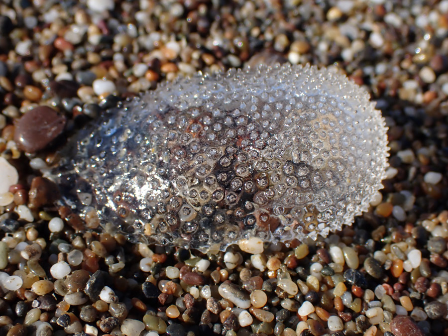 The Natural History of Bodega Head: 2020