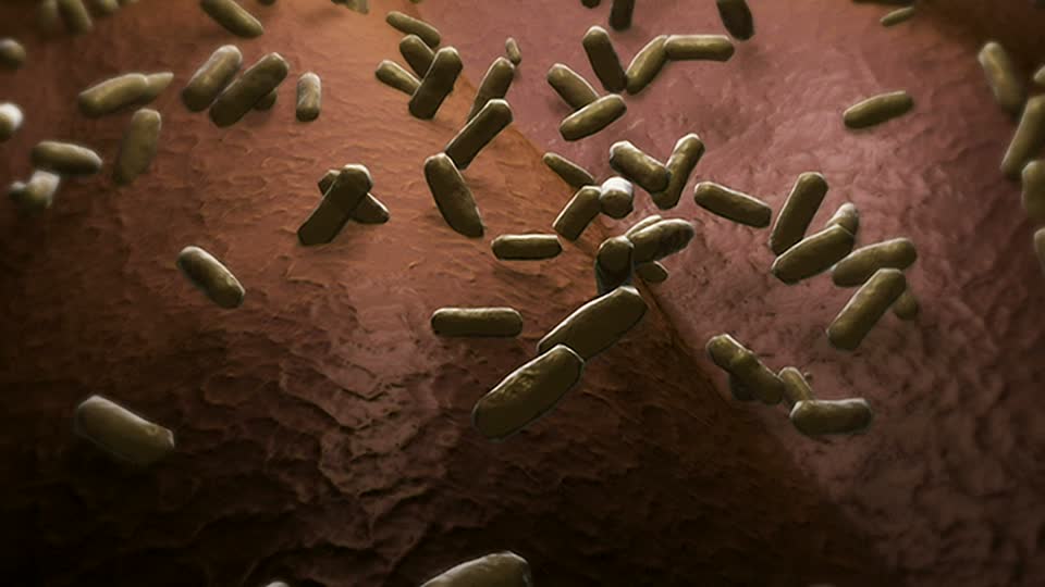 Elige bien a tu comensal... hoy con Bacillus cereus | Nutrición a las 6