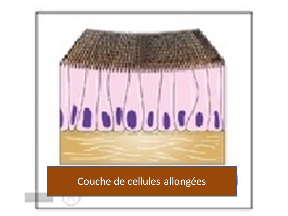 Formation infirmiers: Les tissus