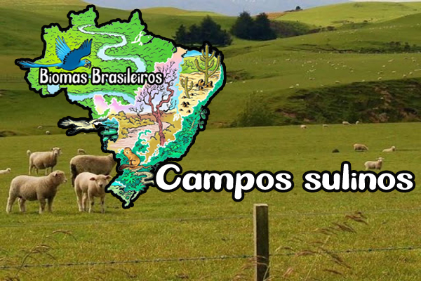 CAMPOS SULINOS