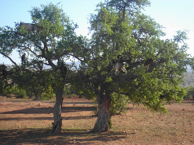 La Commune de Tamanar. MAROC.