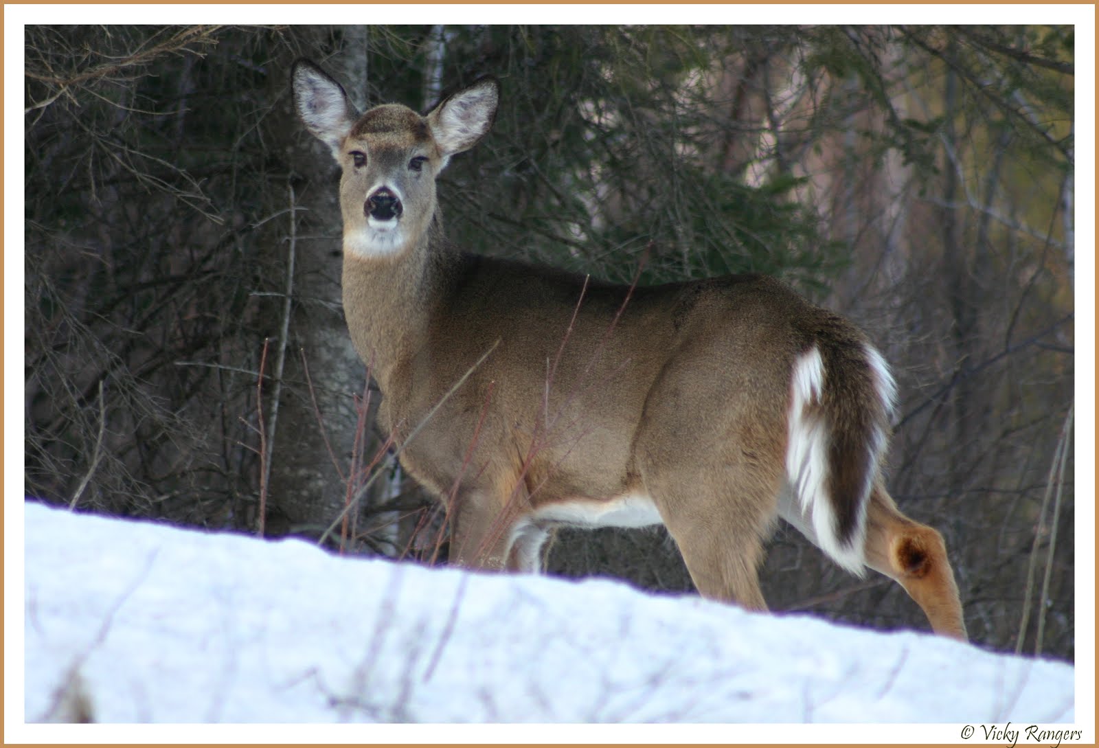 La faune et la flore du Québec en photos: Cervidés